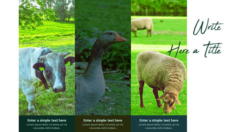 Farm and Livestock Powerpoint Presentation