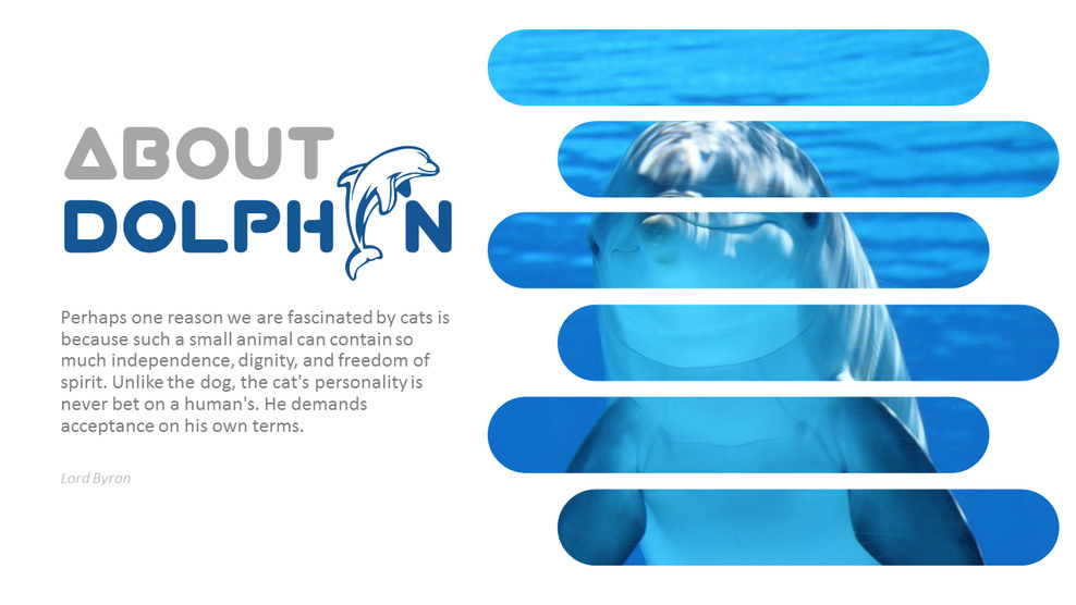 Dolphin PowerPoint Templates for Presentation