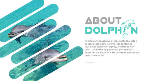 Dolphin PowerPoint Templates for Presentation