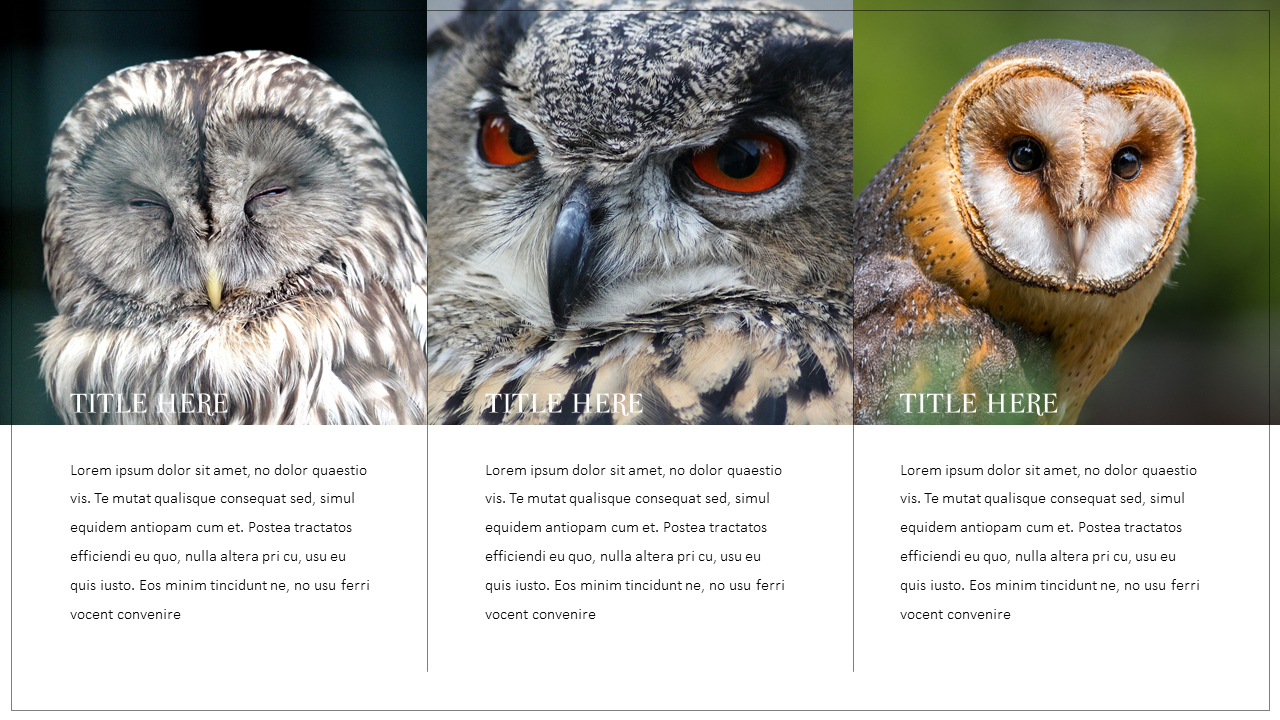 Infographic Tutorials By A Owl