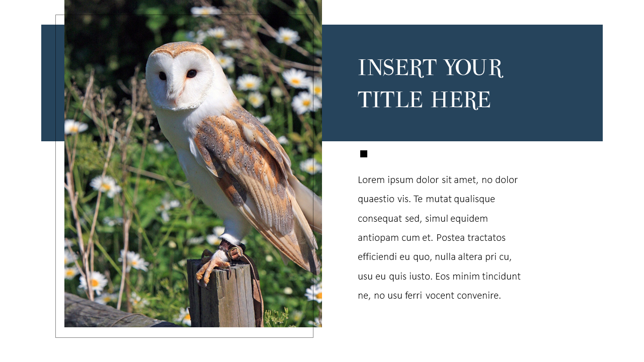 Infographic Tutorialsbya Owl