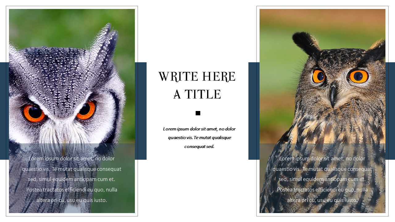 Owl Slide PPT