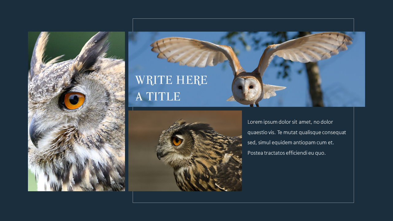Owl Slide PPT