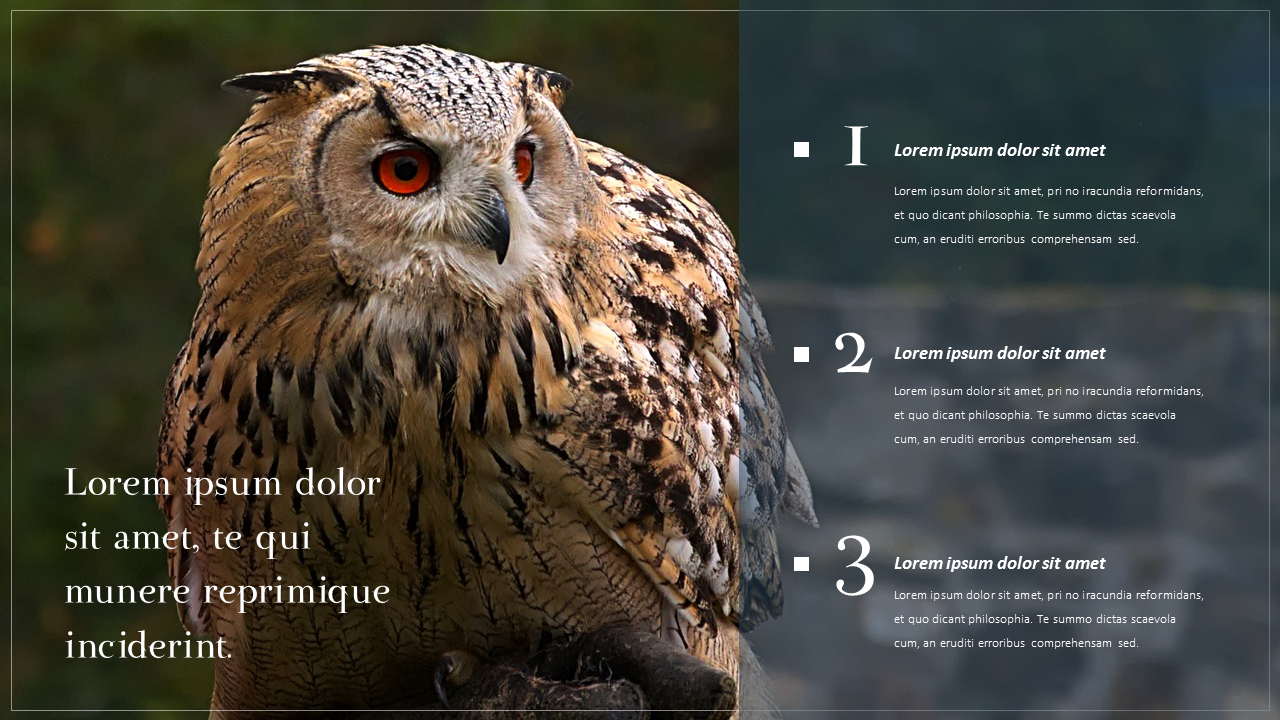 Owl Slide PPT