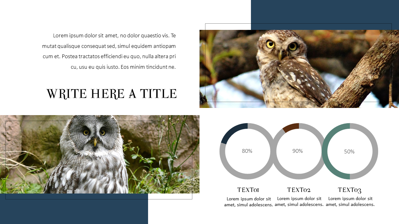 Owl Slide PPT