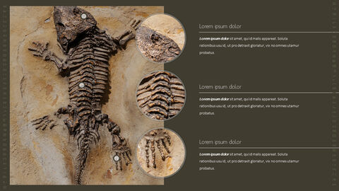 Fossil Templates PPT
