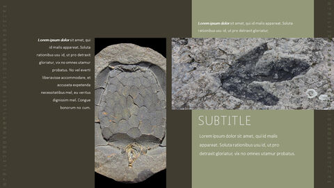 Fossil Templates PPT