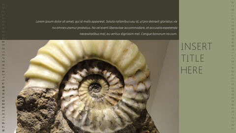 Fossil Templates PPT