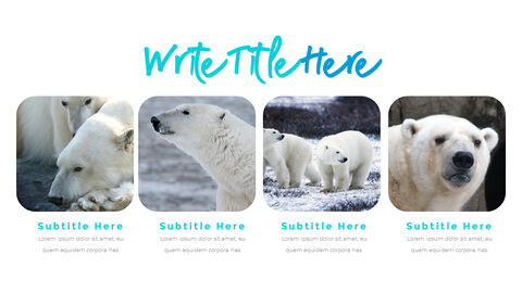 Where do polarbears live PPT Slides