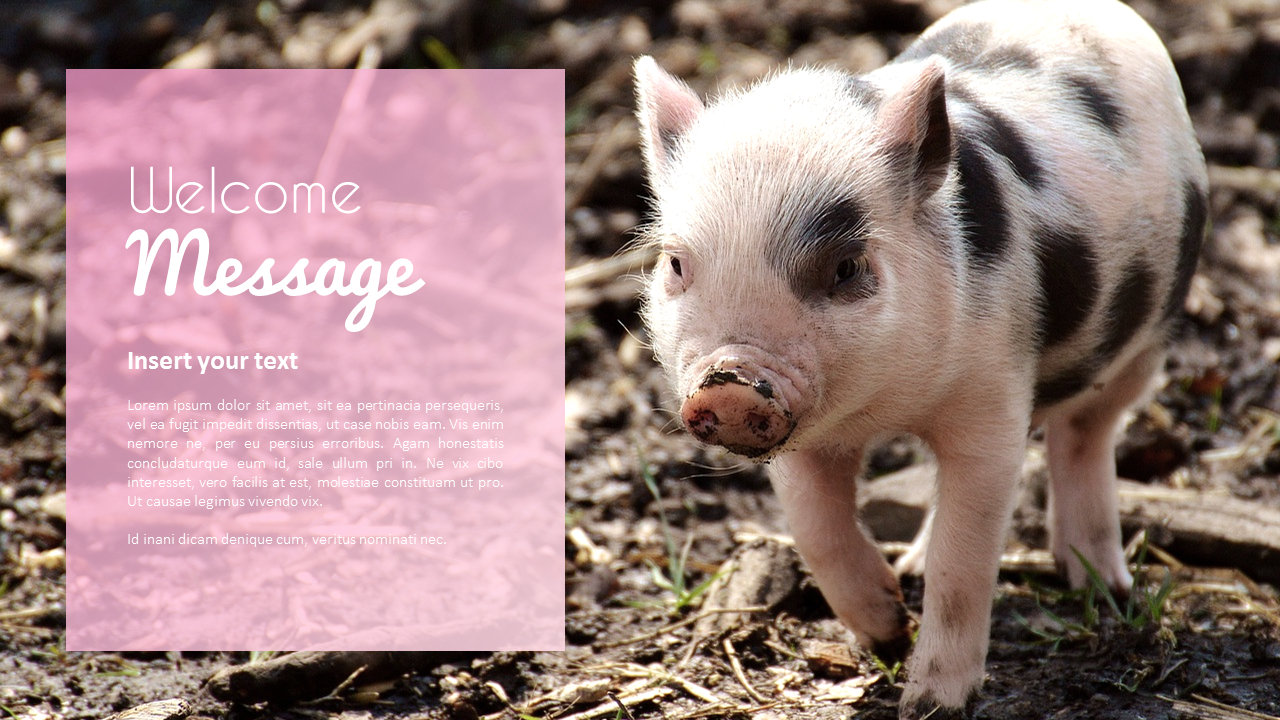 Year of The Pig PowerPoint