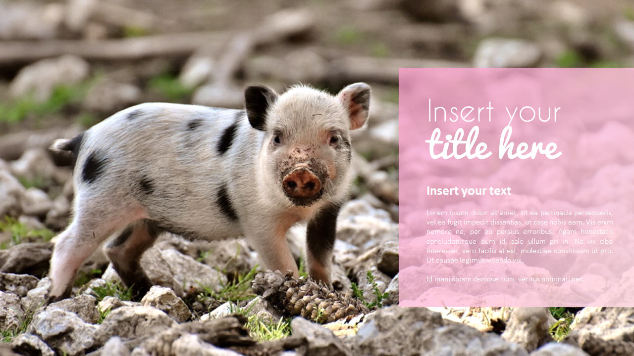 Year of The Pig PowerPoint