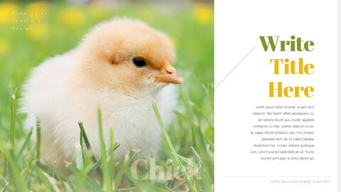 PoultryFarm Simple PowerPoint Templates