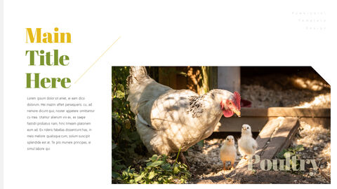 PoultryFarm Simple PowerPoint Templates