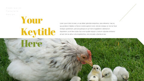 PoultryFarm Simple PowerPoint Templates