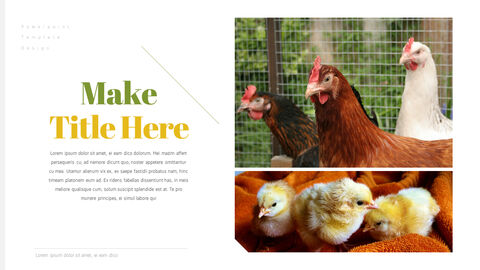 PoultryFarm Simple PowerPoint Templates