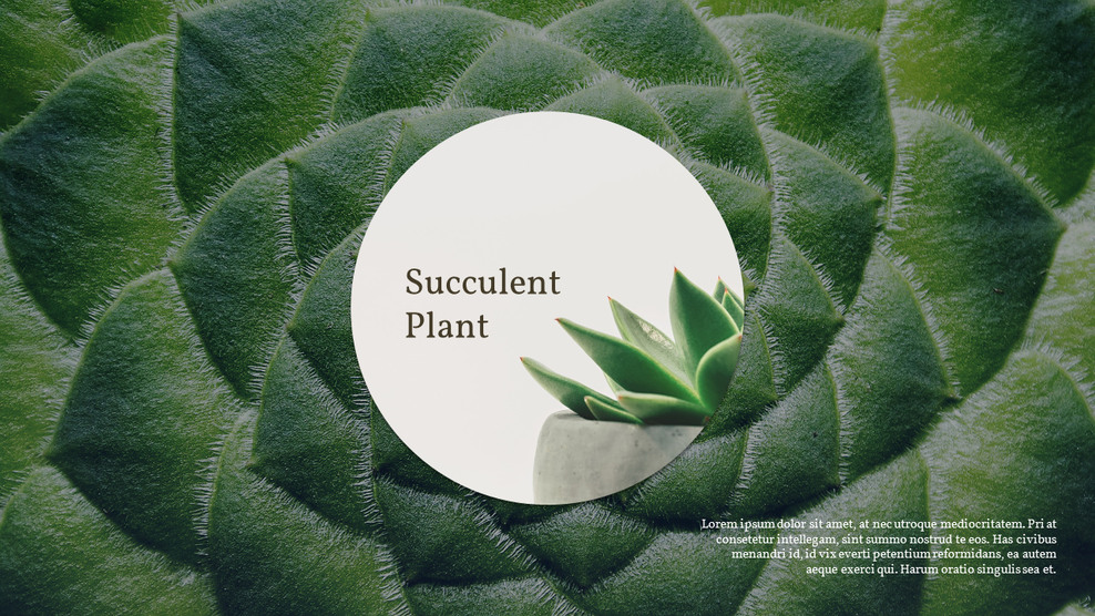 Succulent Plant Business PPT