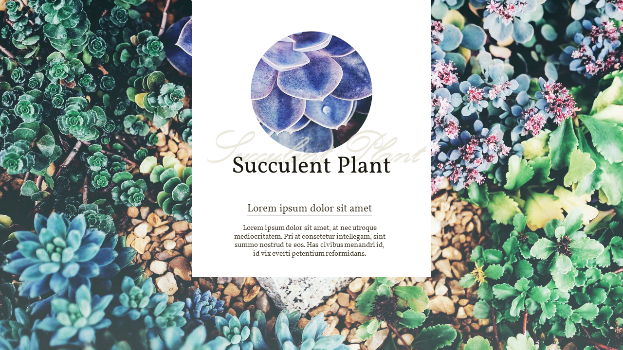 Succulent Plant Business PPT