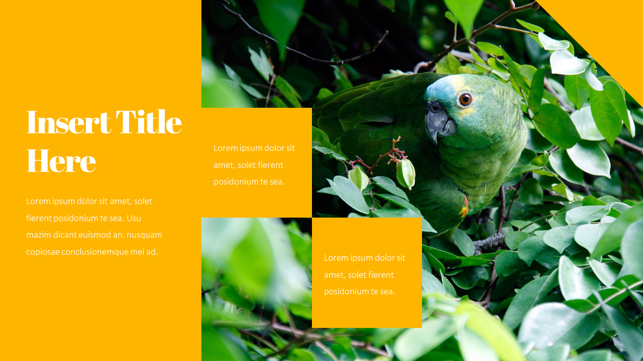 Parrot Best PowerPoint Templates