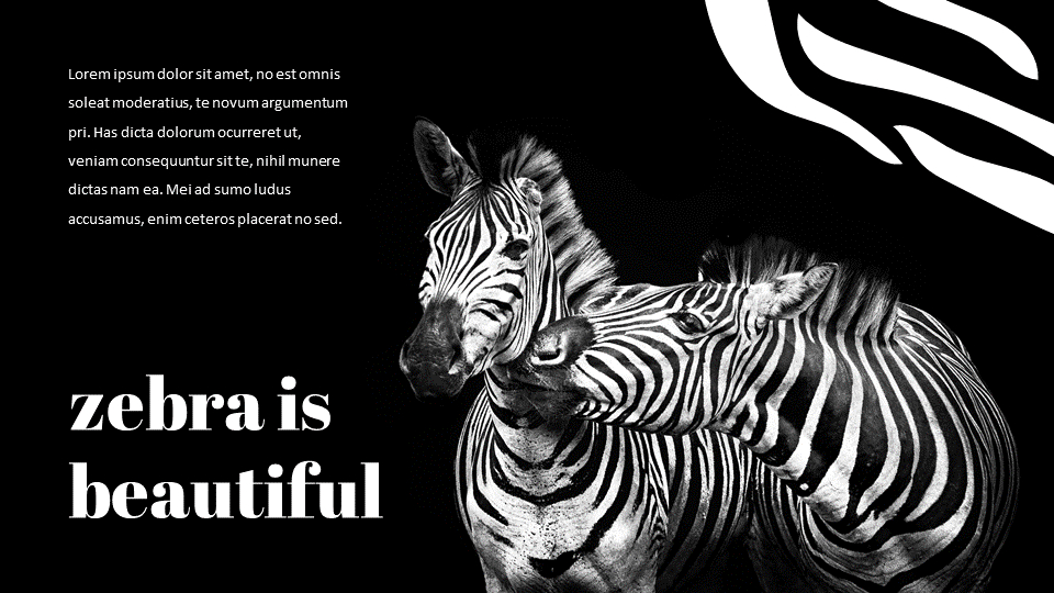 zebra Google Slides Presentation|Animal