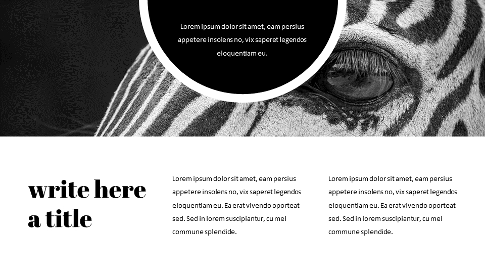 zebra Google Slides Presentation|Animal