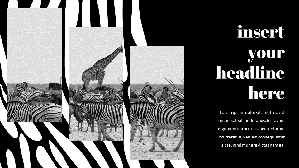 zebra Google Slides Presentation|Animal