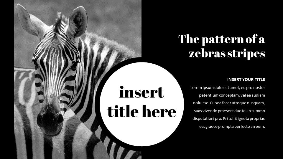 zebra Google Slides Presentation|Animal
