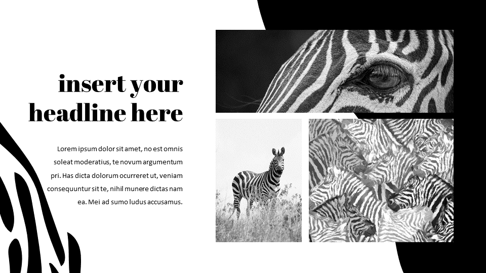 zebra Google Slides Presentation|Animal