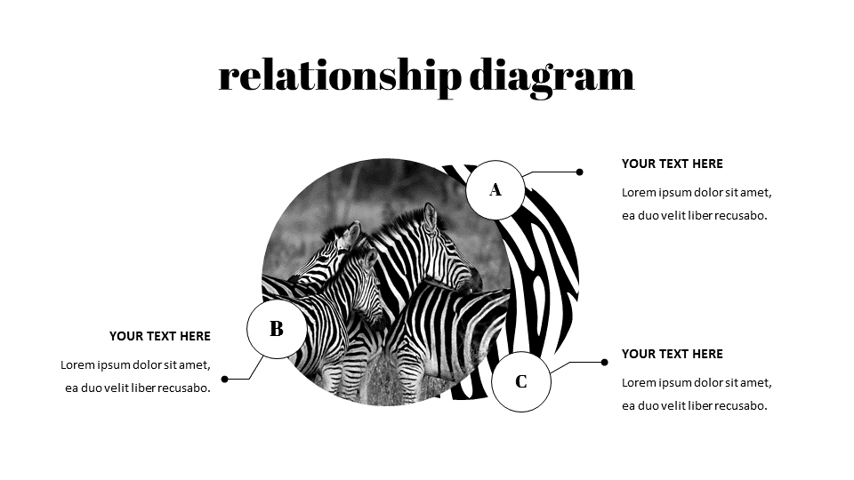 zebra Google Slides Presentation|Animal