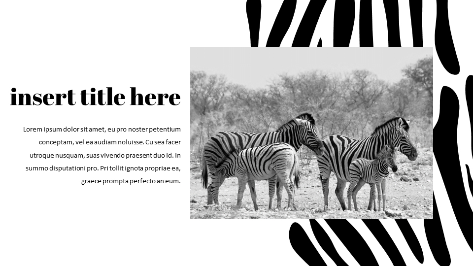 zebra Google Slides Presentation|Animal