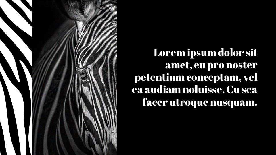 zebra Google Slides Presentation|Animal