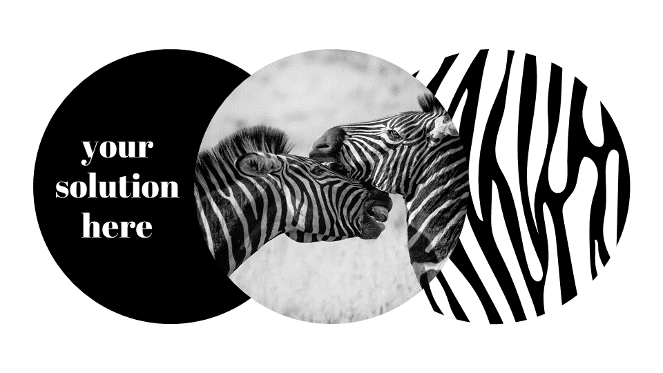 zebra Google Slides Presentation|Animal
