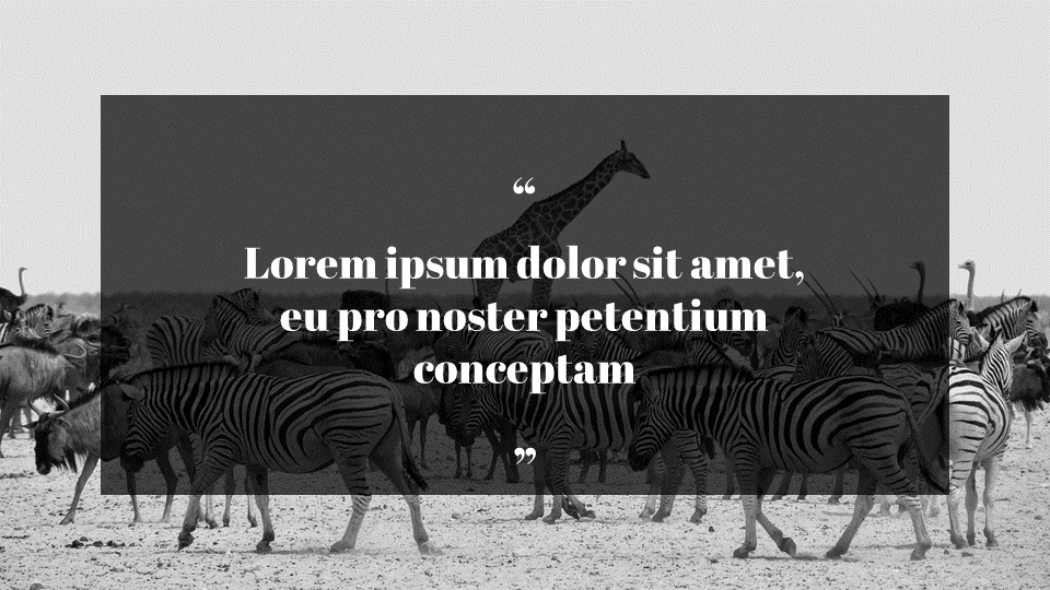zebra Google Slides Presentation|Animal