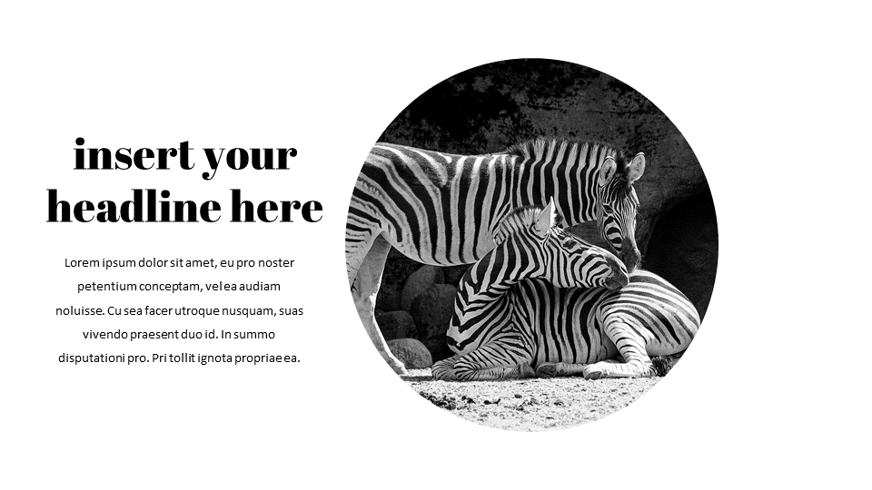 zebra Startup PPT Templates