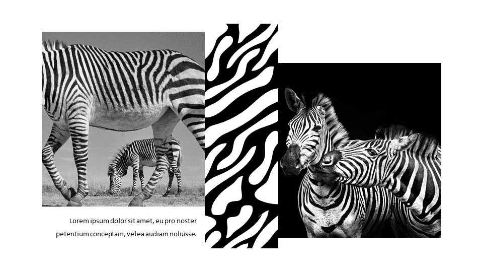 zebra Startup PPT Templates