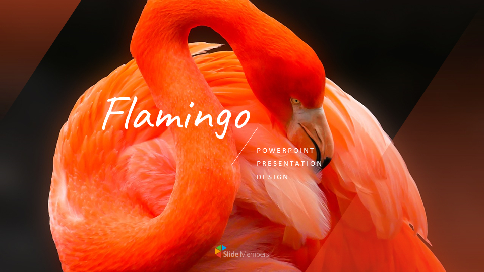 Flamingo Best PPT Templates