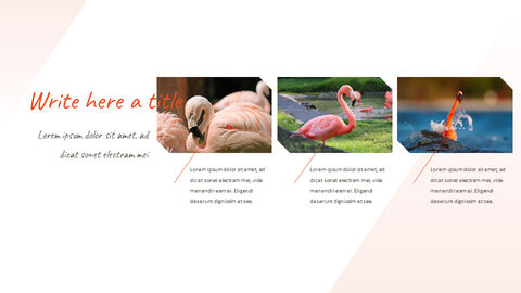 Flamingo Best PPT Templates