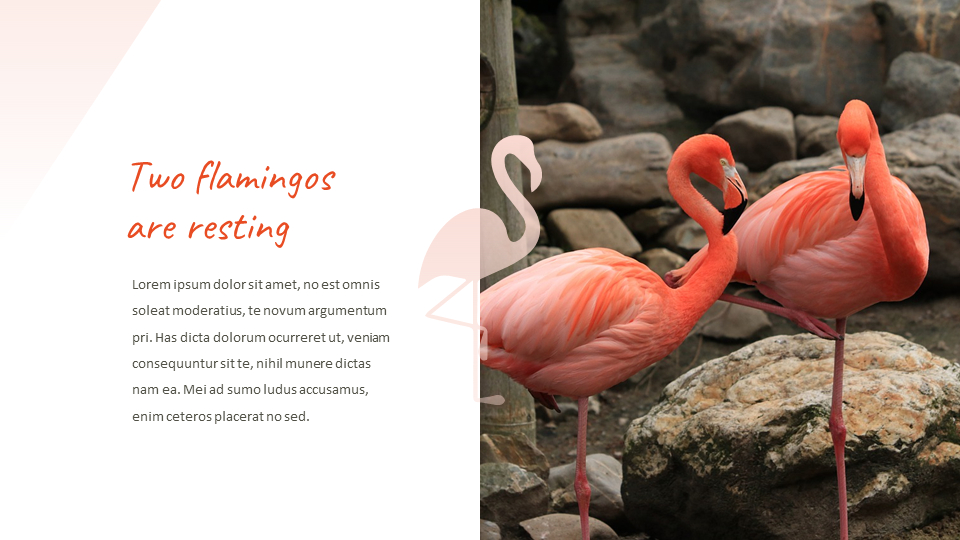 Flamingo Best PPT Templates