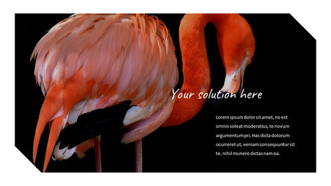 Flamingo Best PPT Templates
