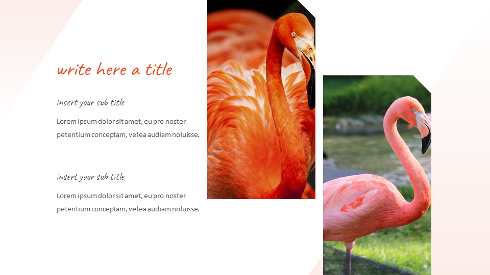 Flamingo Best PPT Templates
