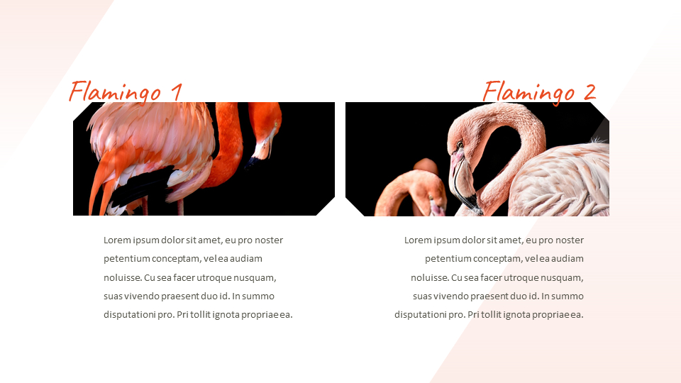 Flamingo Best PPT Templates