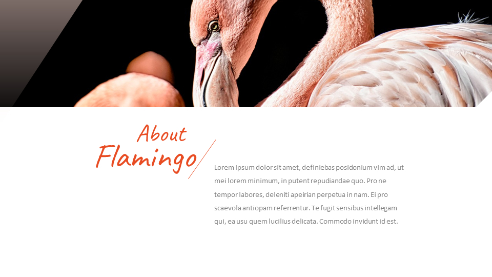 Flamingo Google Slides Presentation