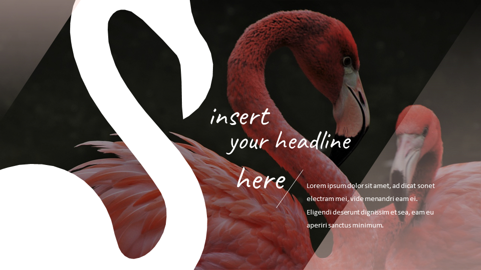 Flamingo Google Slides Presentation