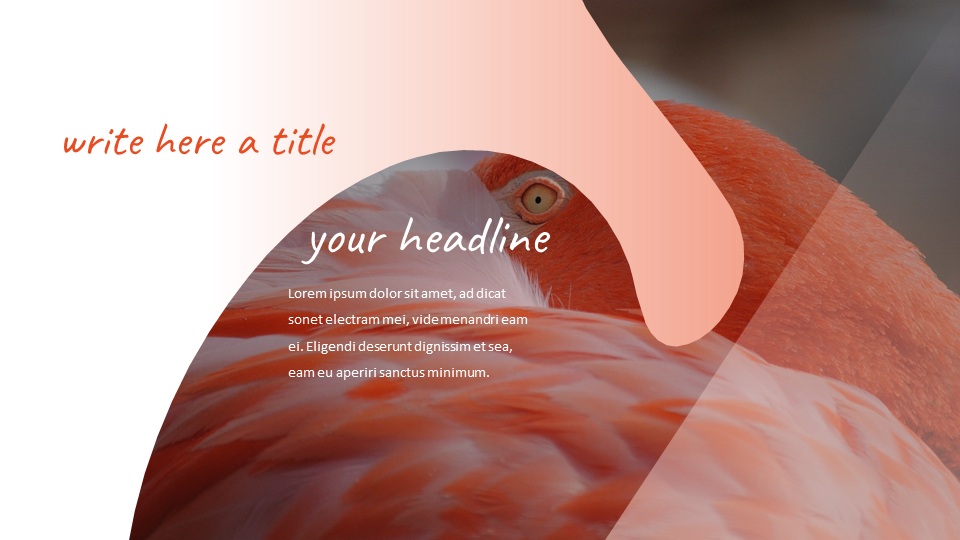 Flamingo Google Slides Presentation