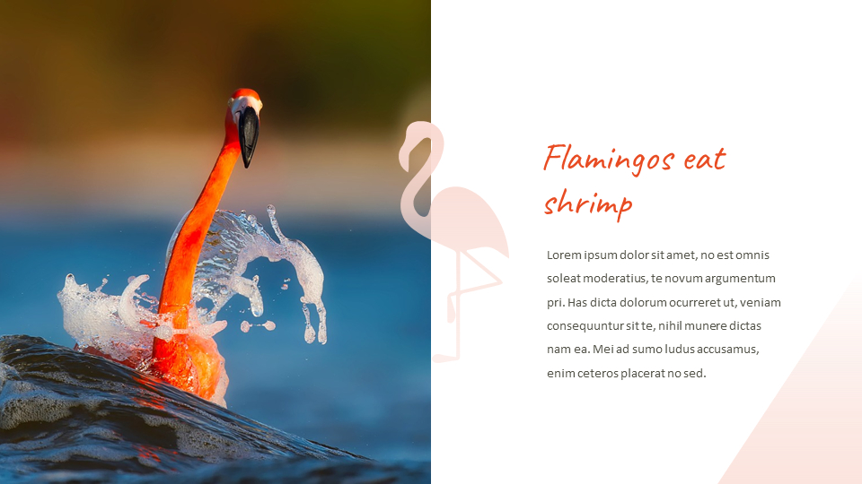 Flamingo Google Slides Presentation
