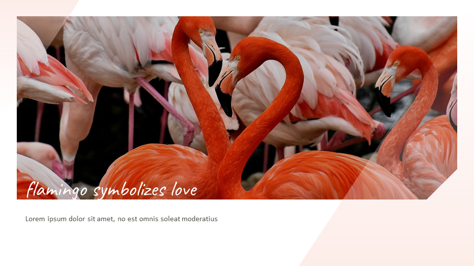Flamingo Google Slides Presentation
