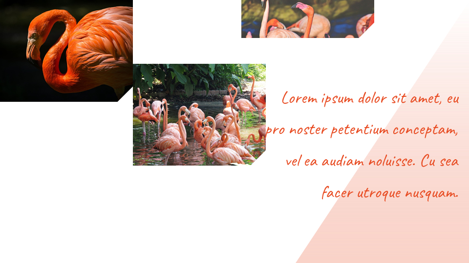 Flamingo Google Slides Presentation