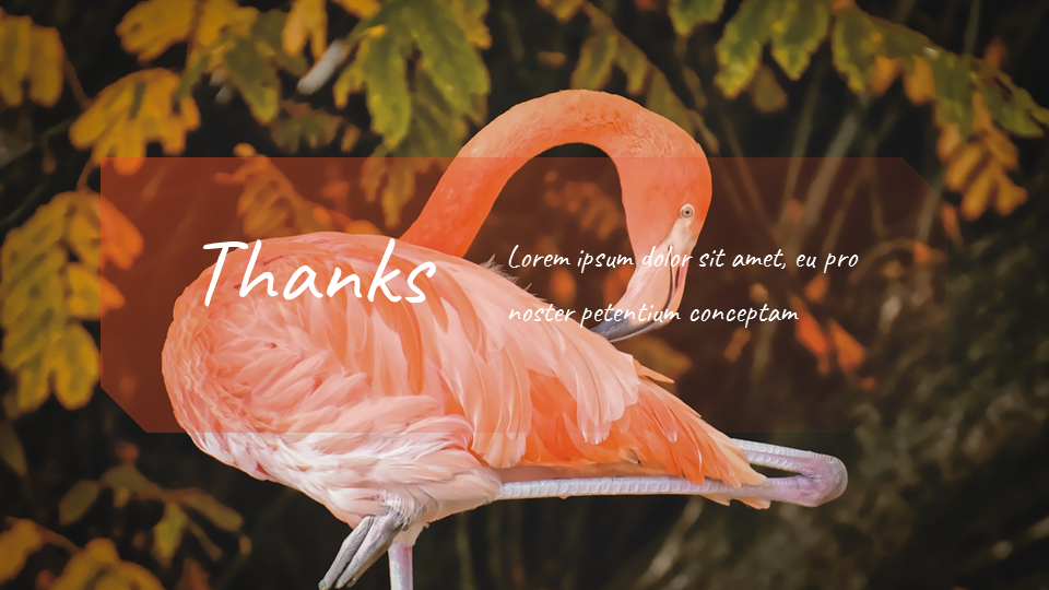 Flamingo Google Slides Presentation