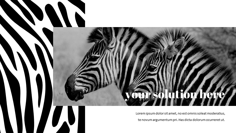 zebra Google Slides Presentation|Animal