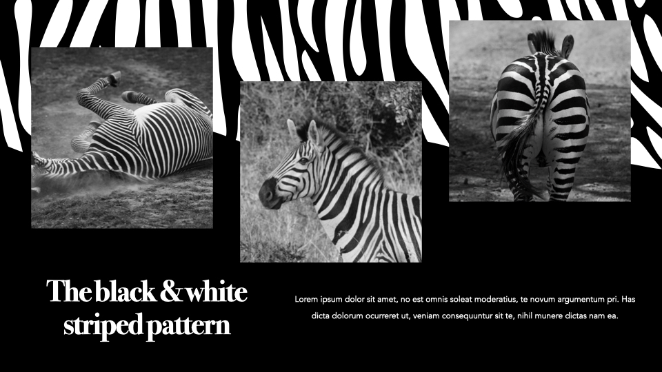 zebra Keynote Templates for Creatives