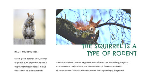 Squirrel PowerPoint Format